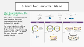 Rekombinant dna ve klonlama | PPTX