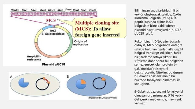 Rekombinant dna ve klonlama | PPTX