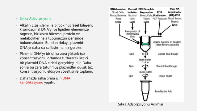 Rekombinant dna ve klonlama | PPTX