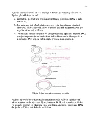 Rekombinantna dna | DOCX