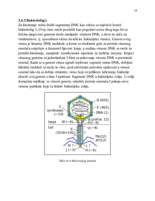 Rekombinantna dna | DOCX