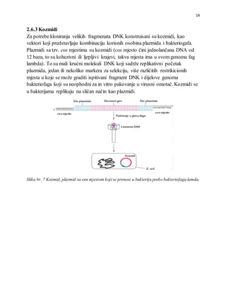 Rekombinantna dna | DOCX