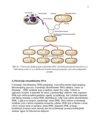 Rekombinantna dna | DOCX