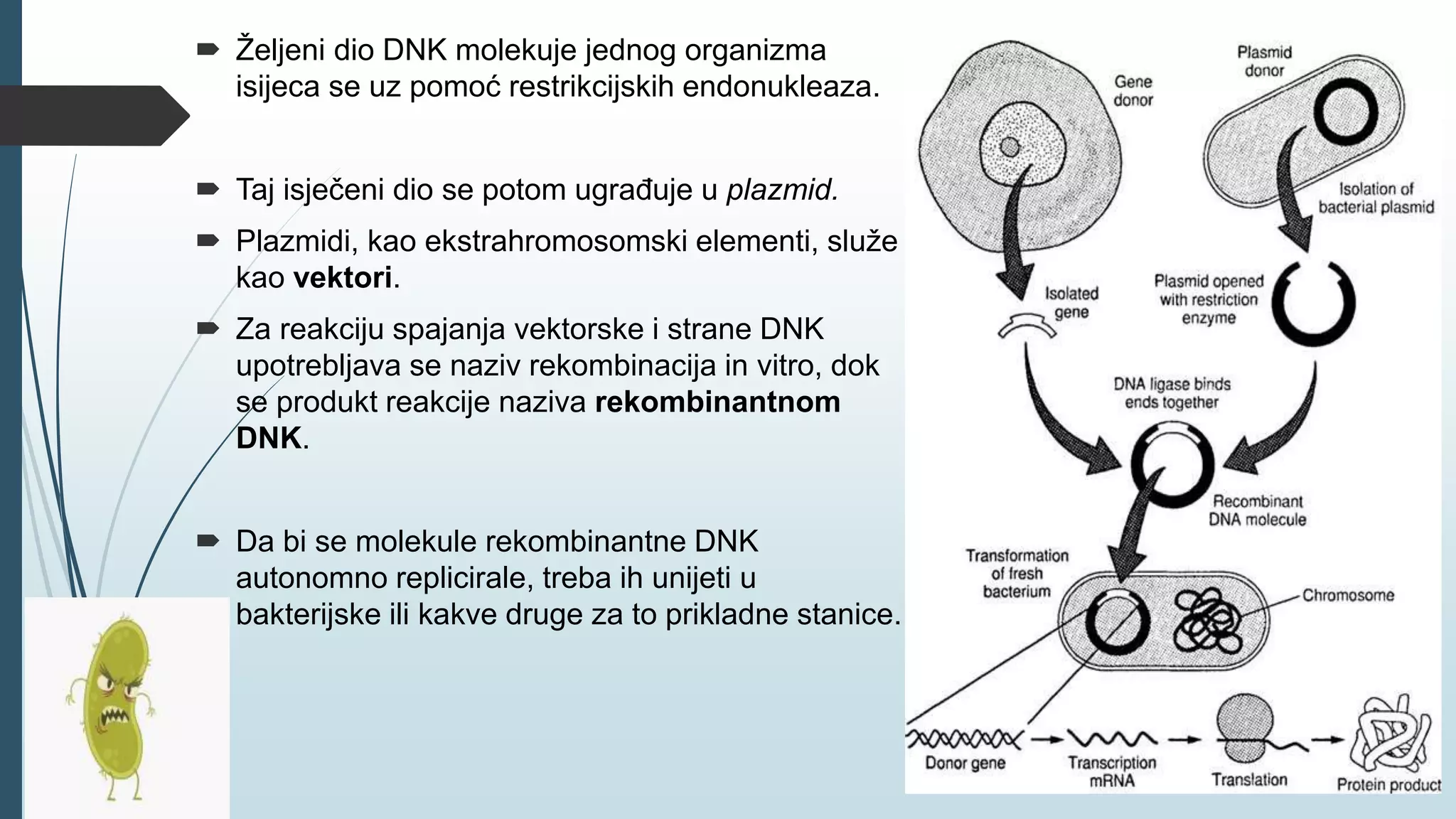 Rekombinantna DNA | PPTX