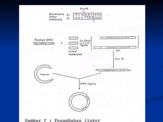 Rekombinasi Genetik | PPT