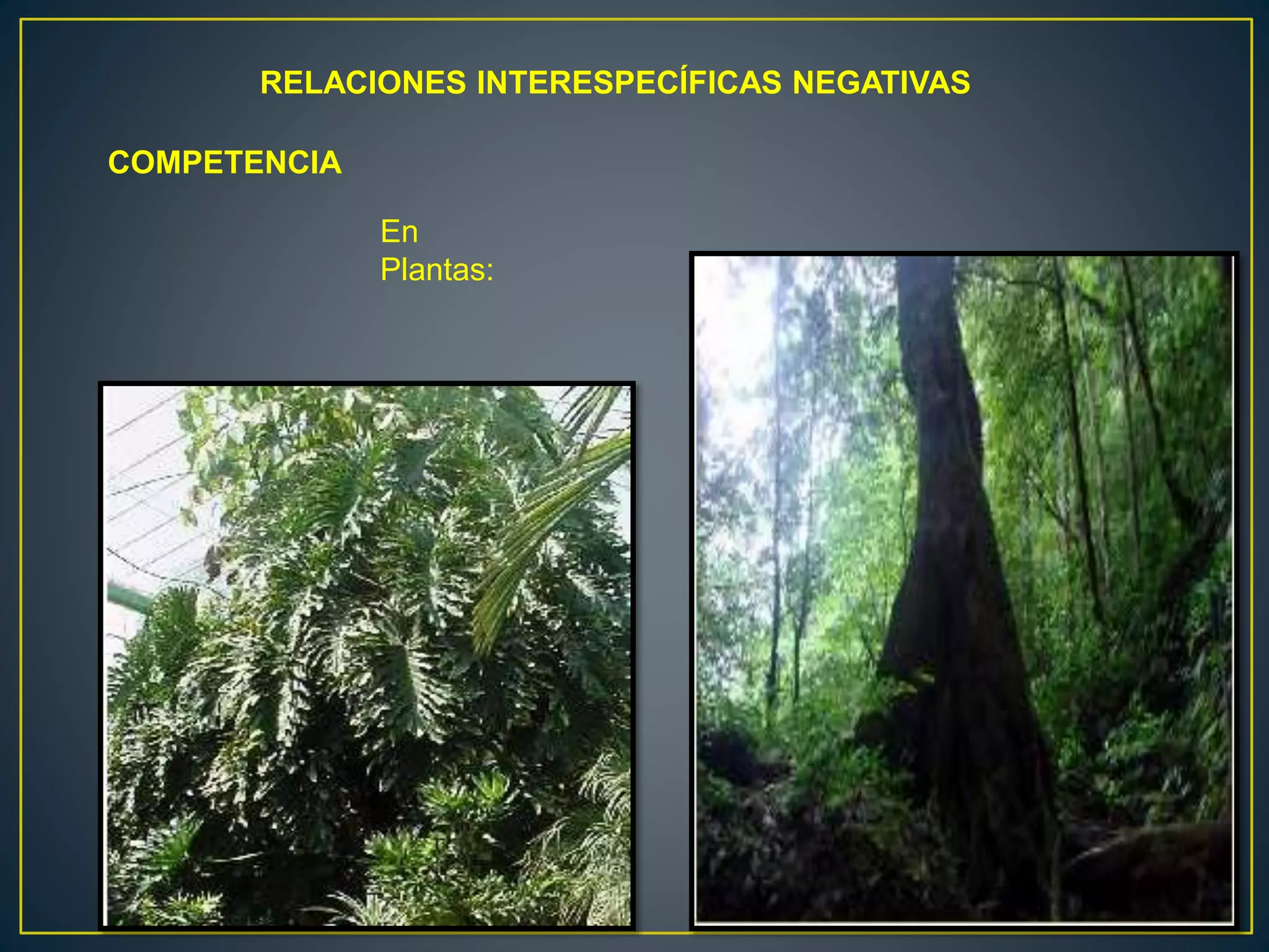 INTERACCIONES INTRAESPECÍFICAS E INTERESPECÍFICAS | PPTX