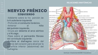 RELACIONES ANATOMICAS CUELLO en anestesia | PPTX