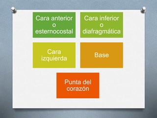 Relaciones del Corazón y Arterias Coronarias | PPTX
