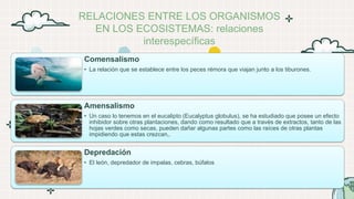 Relaciones ecológicas.pptx