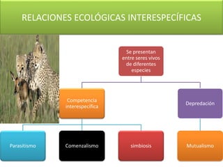 Relaciones ecológicas Intraespecíficas e Interespecíficas | PDF