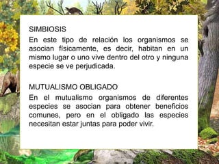 Relaciones ecologicas | PPTX