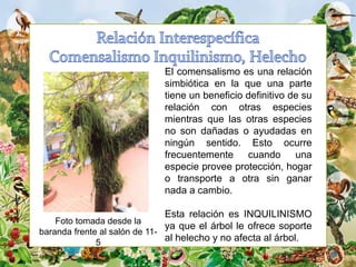 Relaciones ecologicas | PPTX