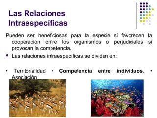 Relaciones ecologicas | PPT
