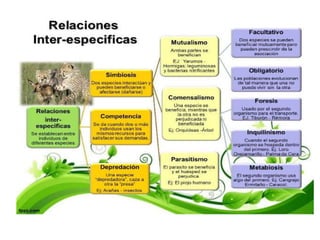 Relaciones ecologicas | PPTX