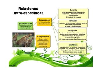 Relaciones ecologicas | PPTX
