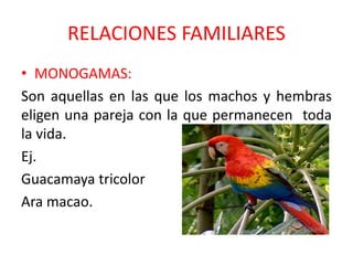 Relaciones ecologicas | PPTX