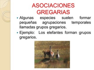 Relaciones en los ecosistemas1g1b oscar | PPTX