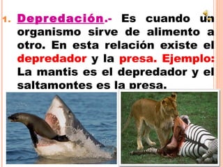 Relaciones entre especies | PPT