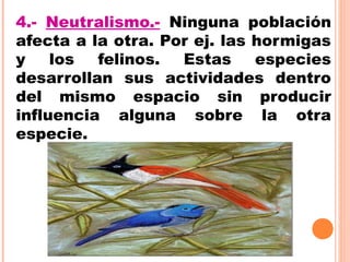 Relaciones entre especies | PPT