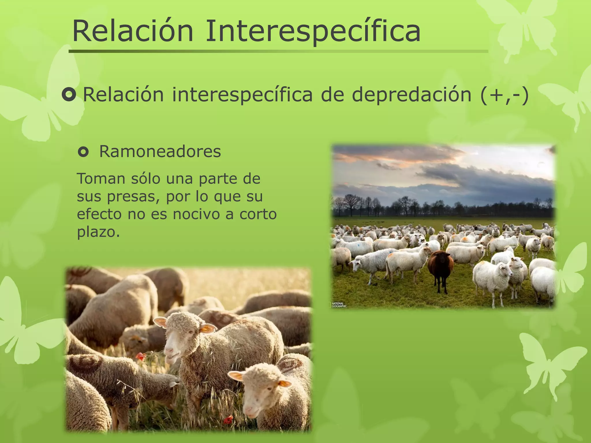 Relacion intraespecifica e interespecifica | PDF