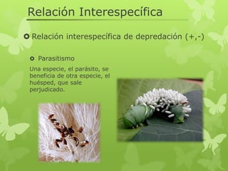 Relacion intraespecifica e interespecifica | PDF