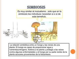 Relaciones entre los Seres Vivos por Sandra Salazar | PPTX