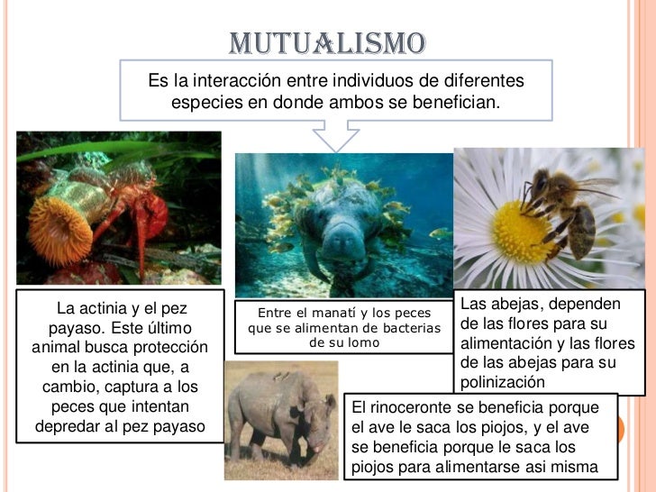 Relaciones entre los Seres Vivos por Sandra Salazar