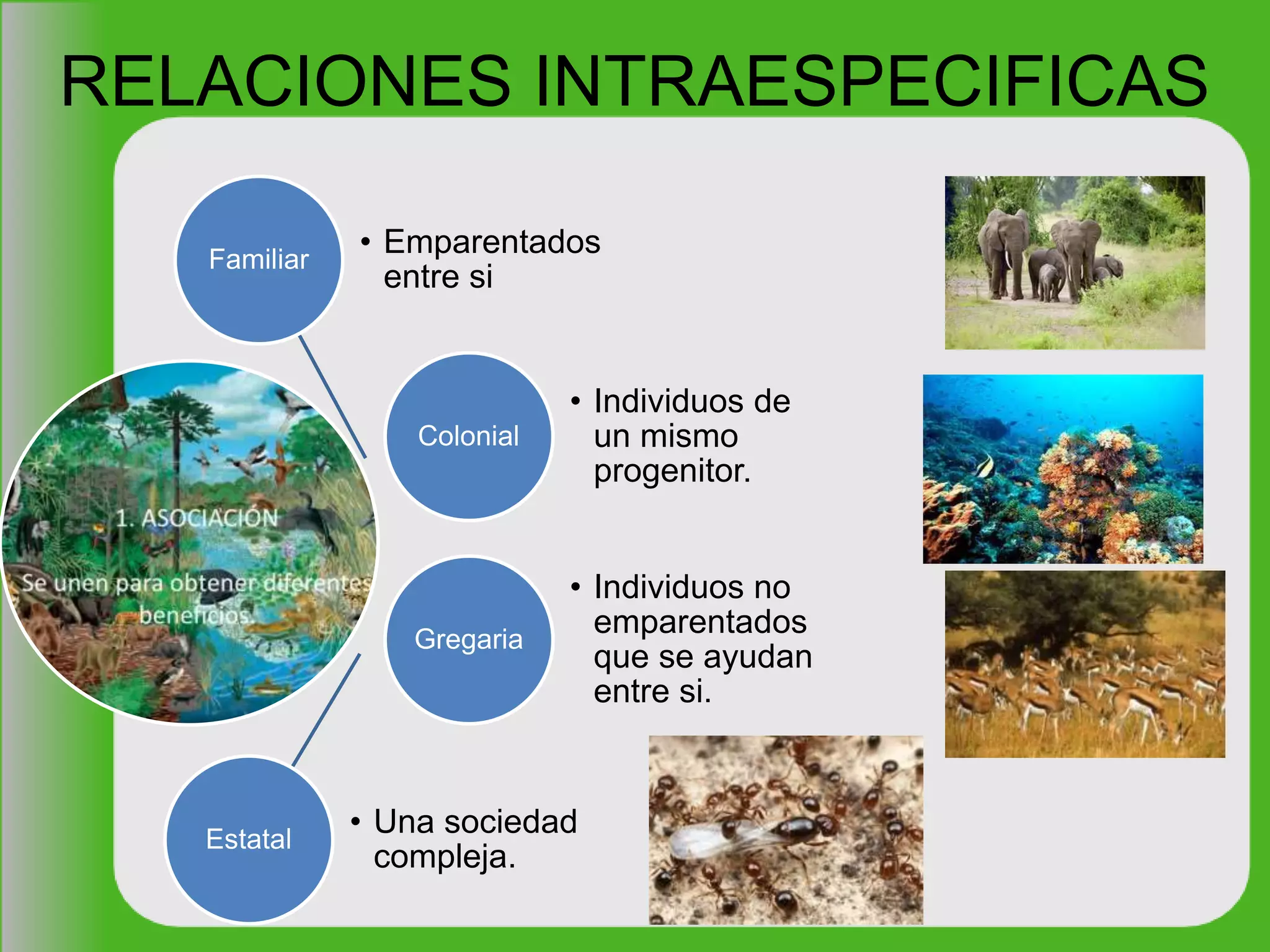 Relaciones entre los seres vivos | PPTX