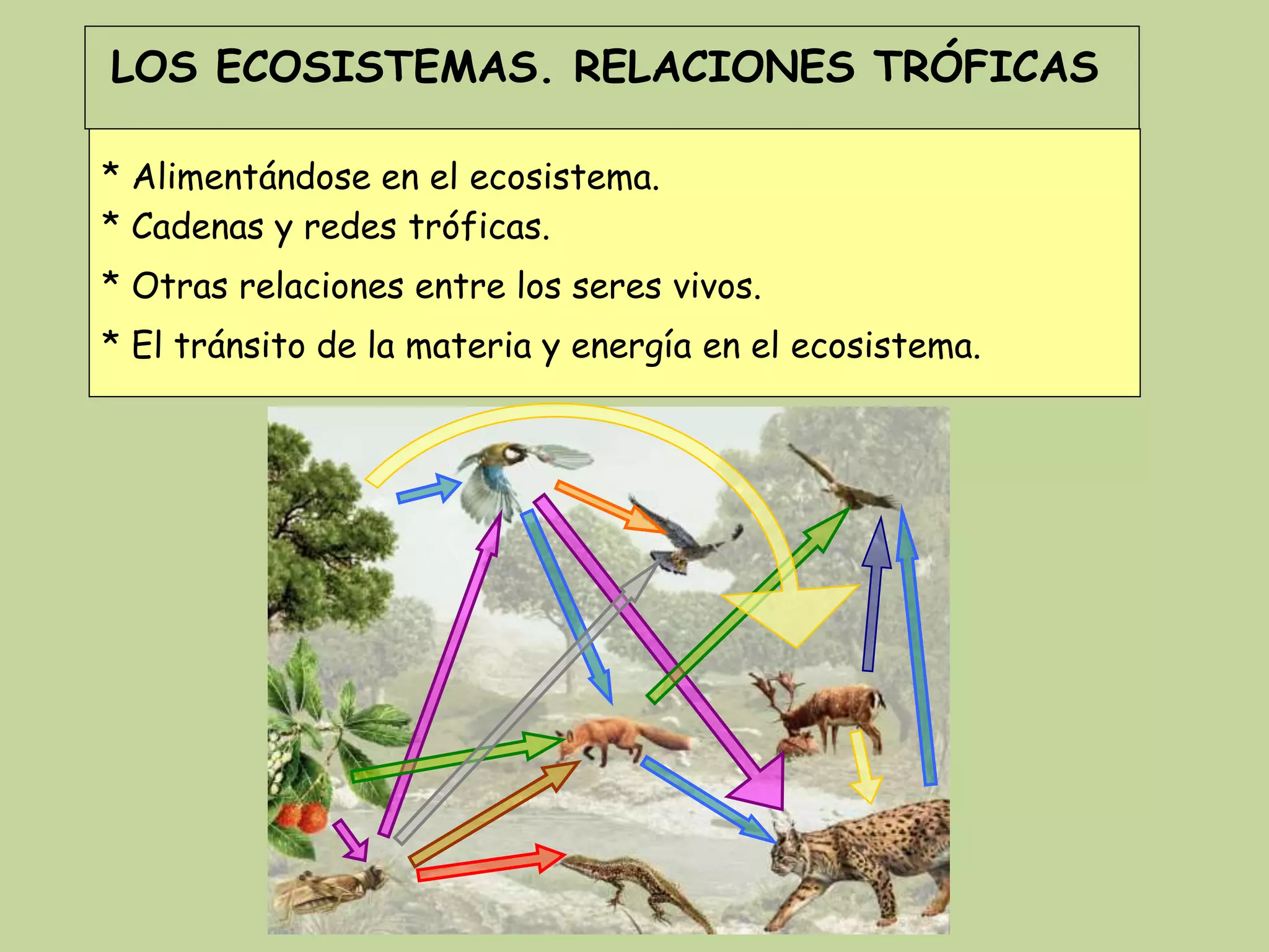 Relaciones entre los seres vivos | PPT