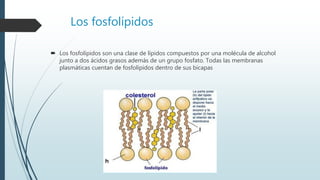 Los Fosfolípidos | PPTX