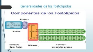 Los Fosfolípidos | PPTX