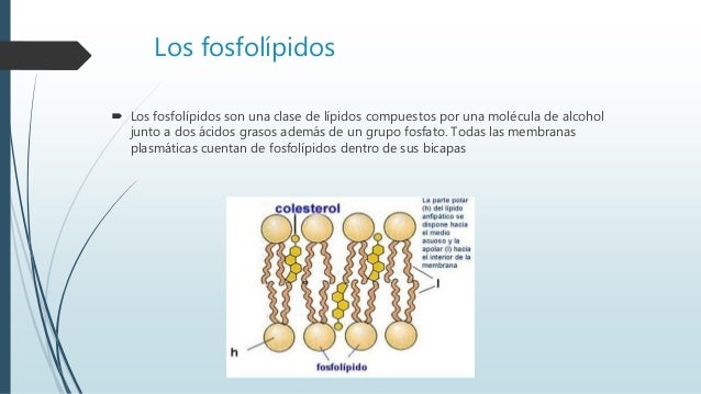 Los Fosfolípidos