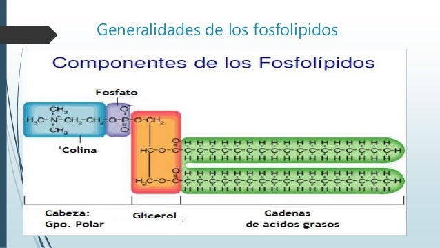 Los Fosfolípidos
