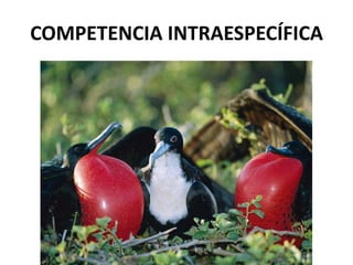 Relaciones inter e intraespecíficas | PPTX