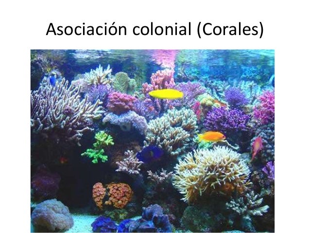 Relaciones inter e intraespecíficas