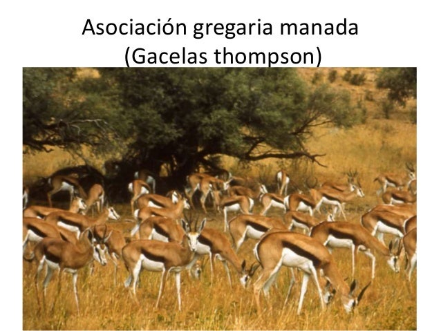 Relaciones inter e intraespecíficas