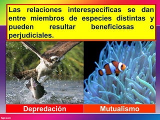 Relaciones interespecíficas | PPT