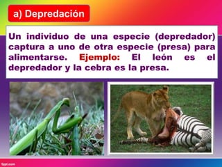 Relaciones interespecíficas | PPT