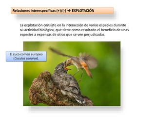Relaciones interespecíficas | PPTX