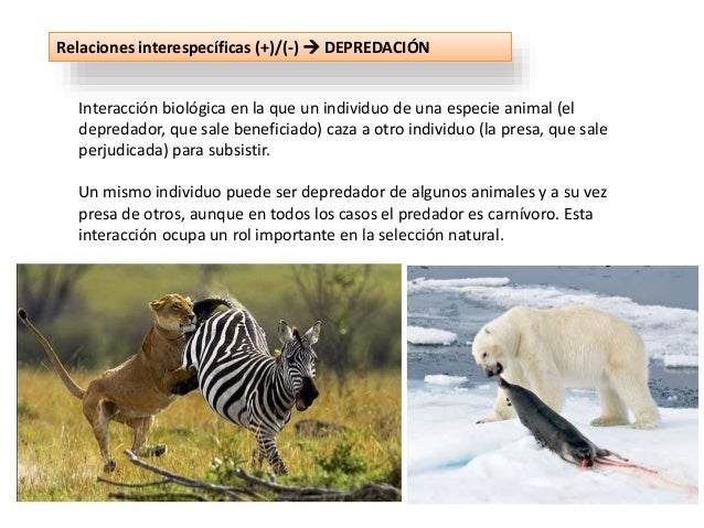 Relaciones interespecíficas
