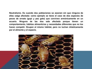 Relaciones interespecíficas e intraespecíficas en las comunidades | PPTX