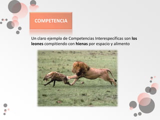 Plantas De Competencia Interespecifica