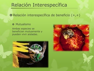 Relaciones intraespecífica e interespecíficas | PDF