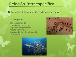 Relaciones intraespecífica e interespecíficas | PDF