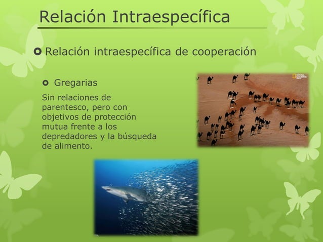 Relaciones intraespecífica e interespecíficas | PDF