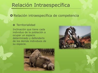 Relaciones intraespecífica e interespecíficas | PDF