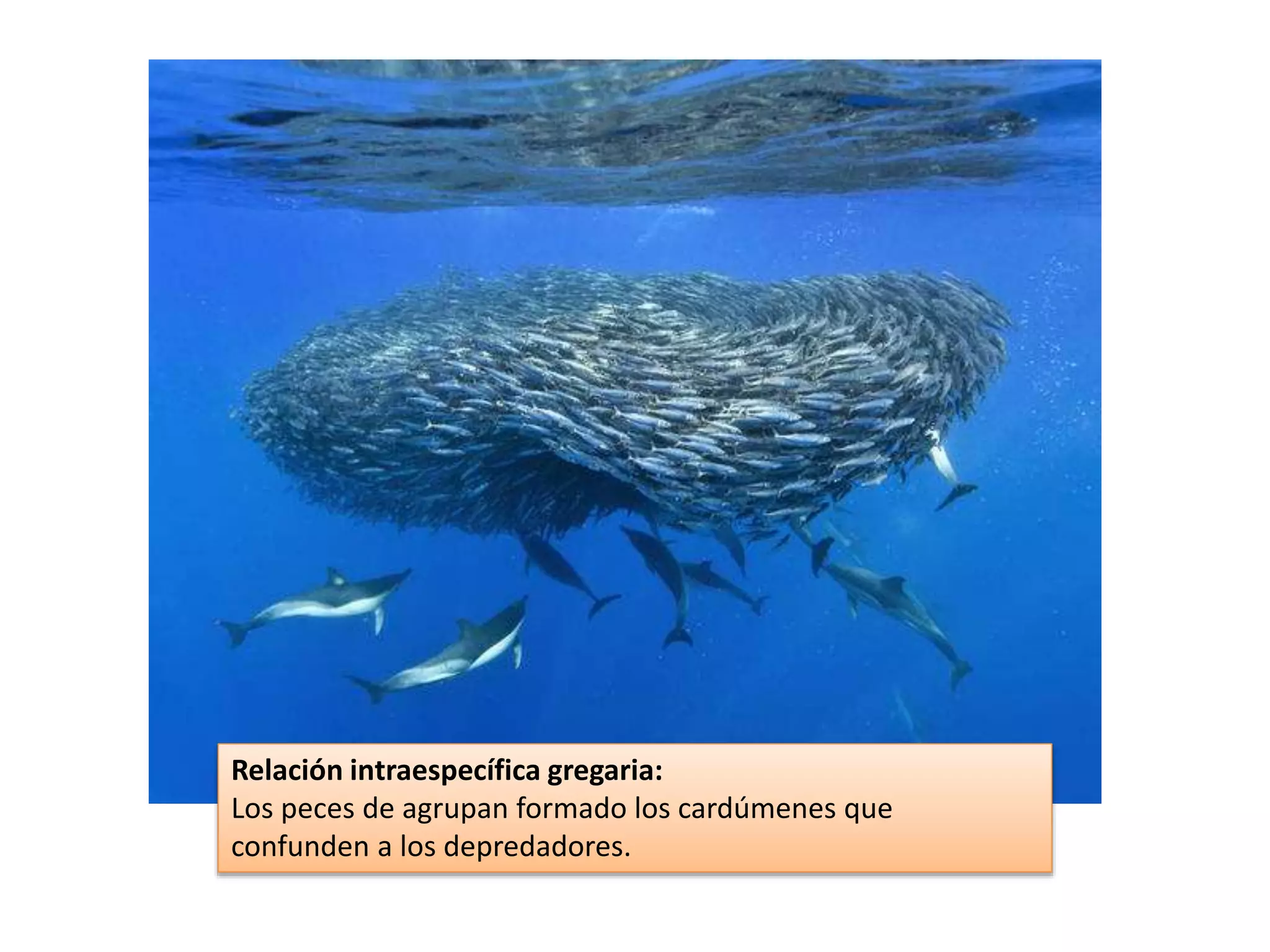Relaciones intraespecíficas | PPTX
