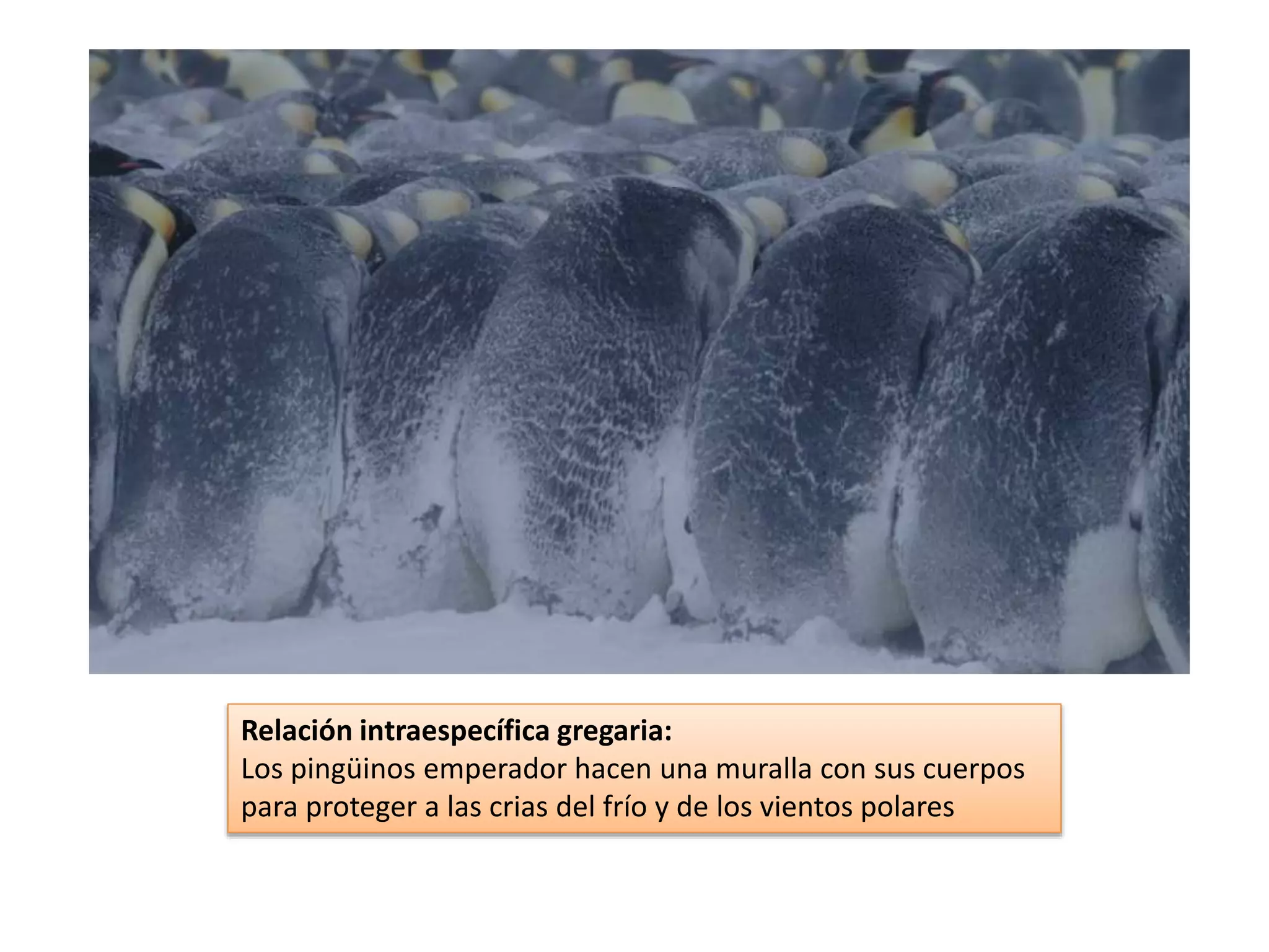 Relaciones intraespecíficas | PPTX