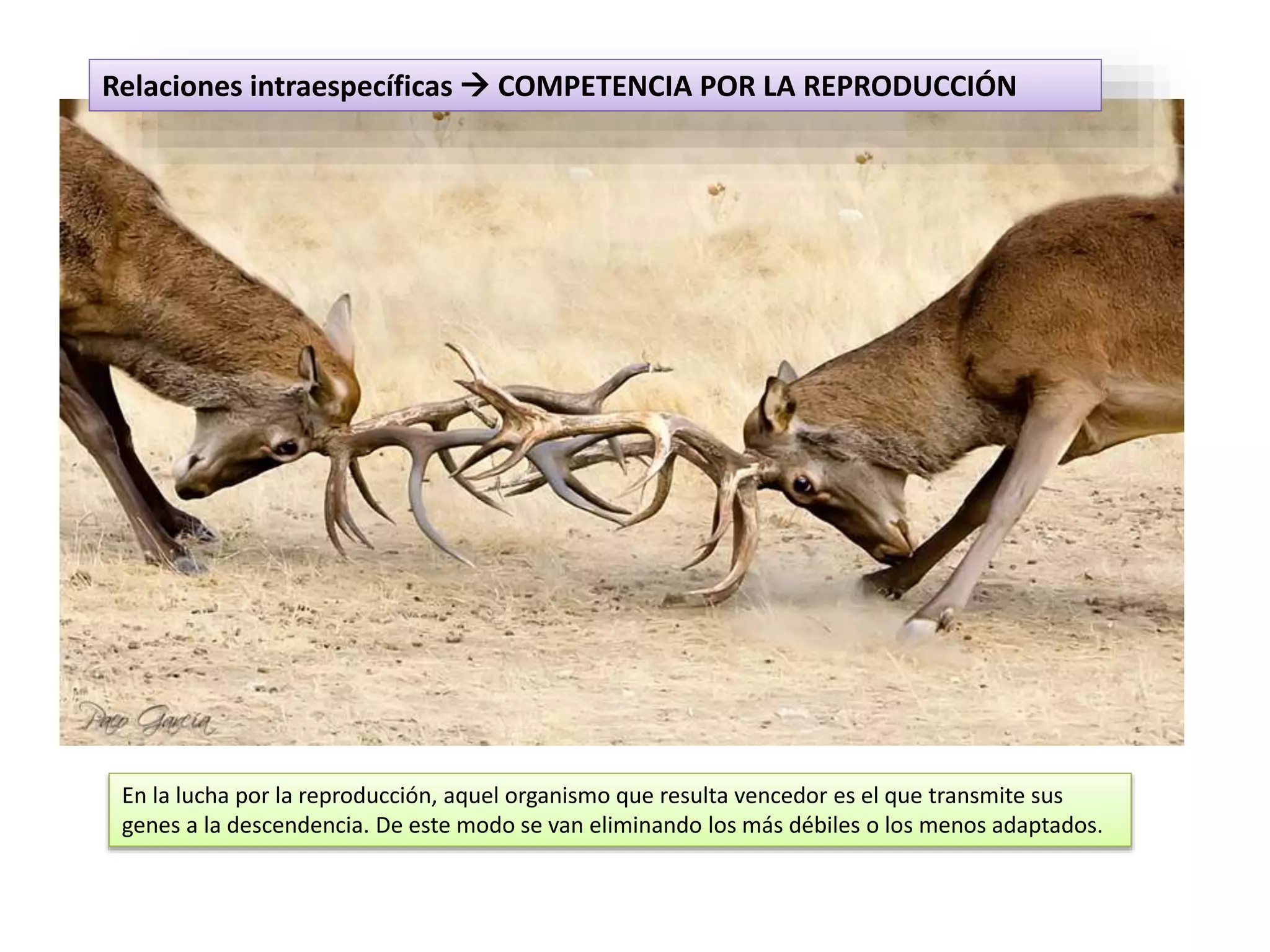 Relaciones intraespecíficas | PPTX