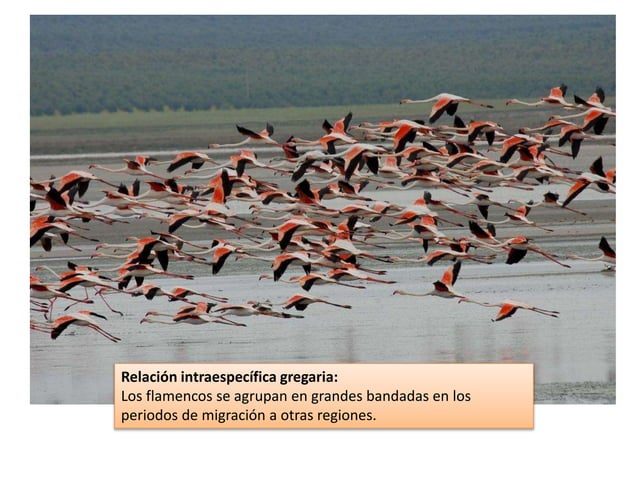 Relaciones intraespecíficas | PPTX